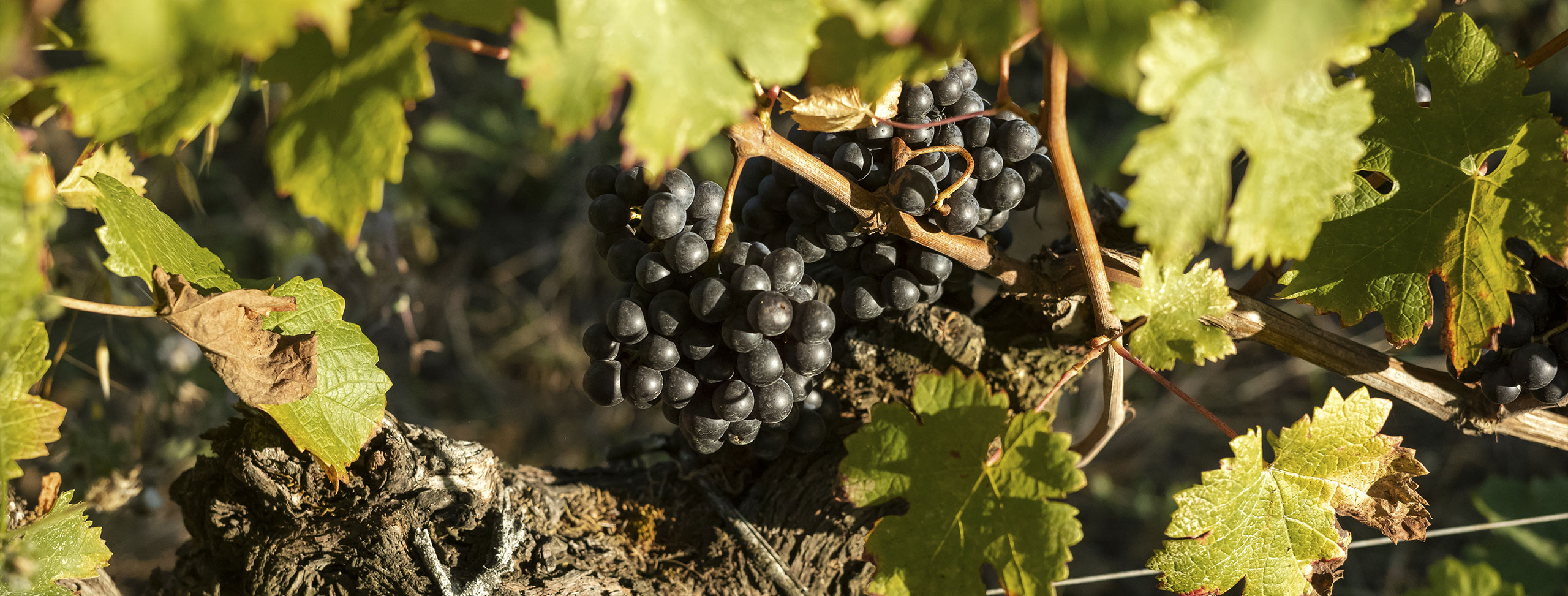 Home - Château de La Huste - Vignobles Brigitte Rullier-Loussert